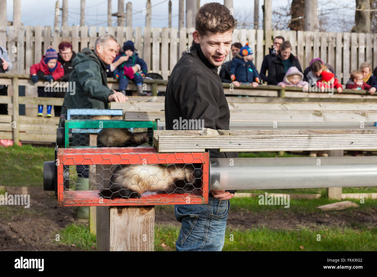 Ferrets racing hi-res stock photography and images - Alamy