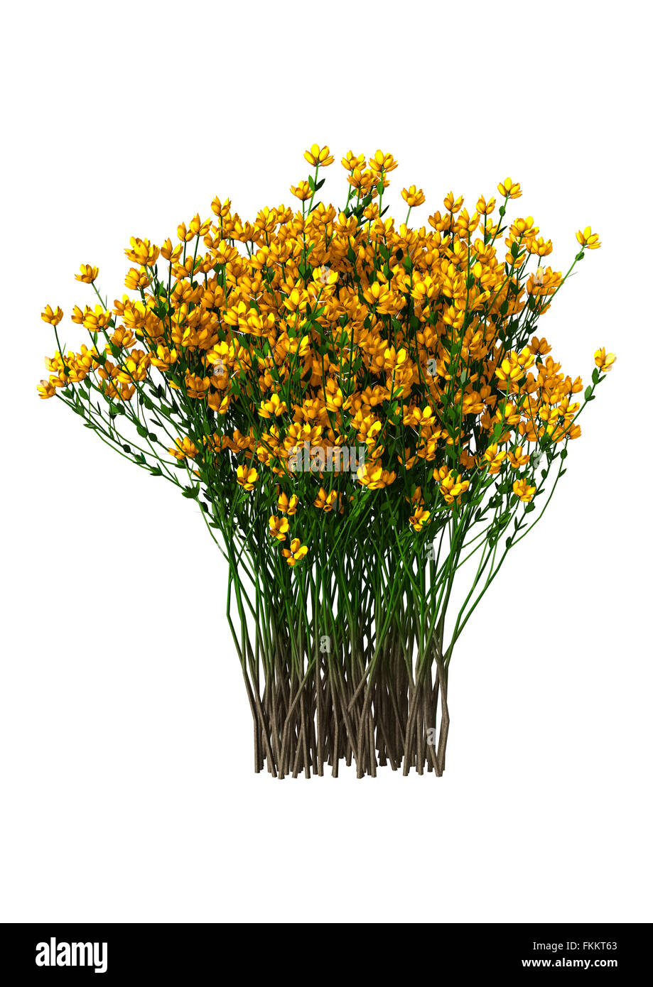 Genista plant Cut Out Stock Images & Pictures - Alamy