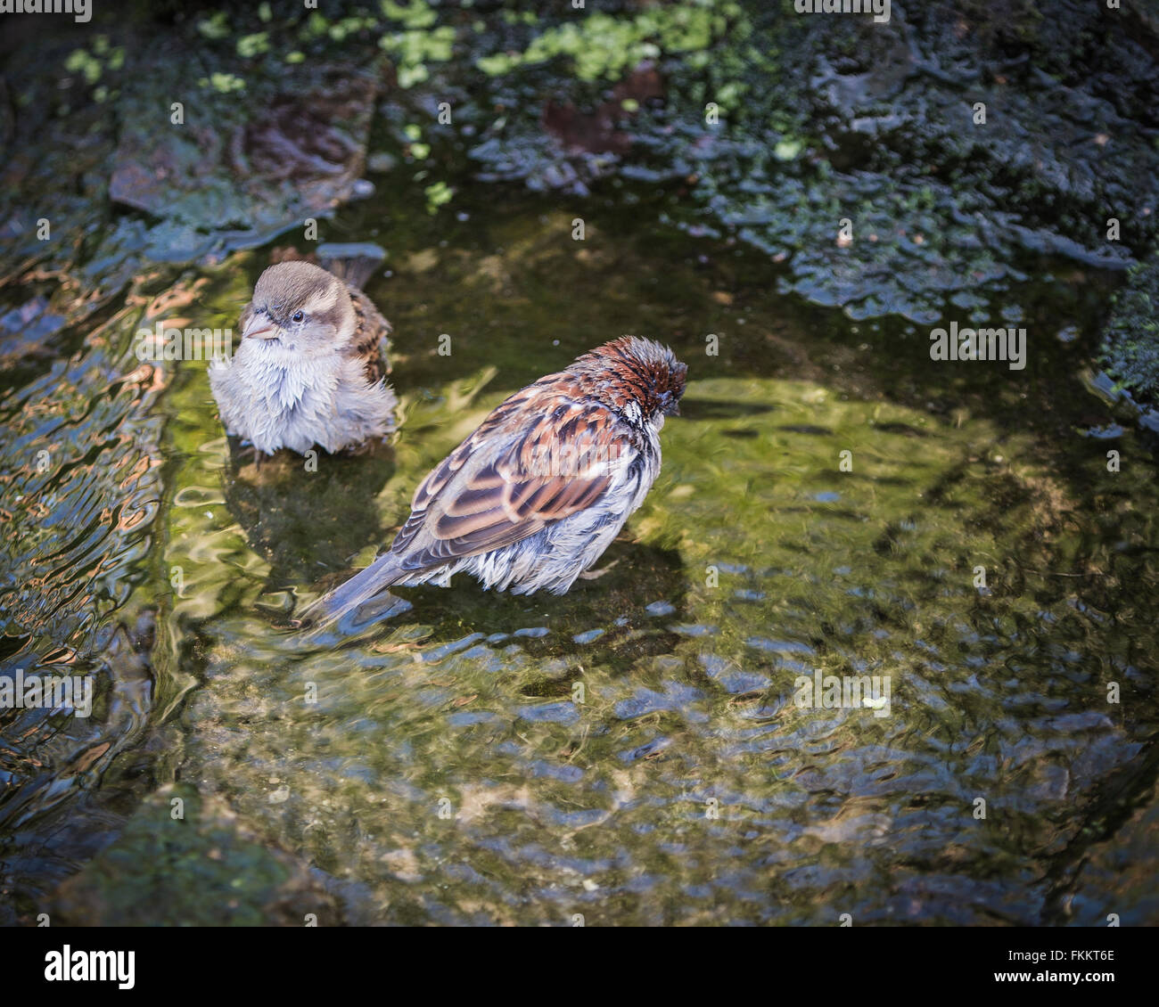 House sparrows bathing in English garden stream Stock Photo - Alamy