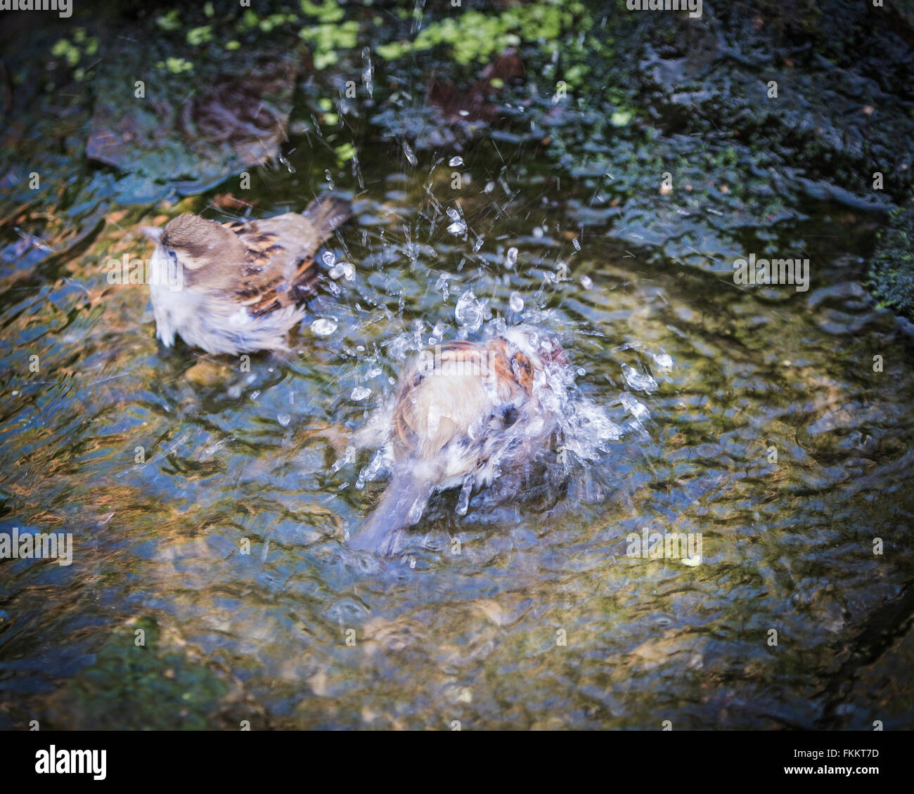 House sparrows bathing in English garden stream Stock Photo - Alamy