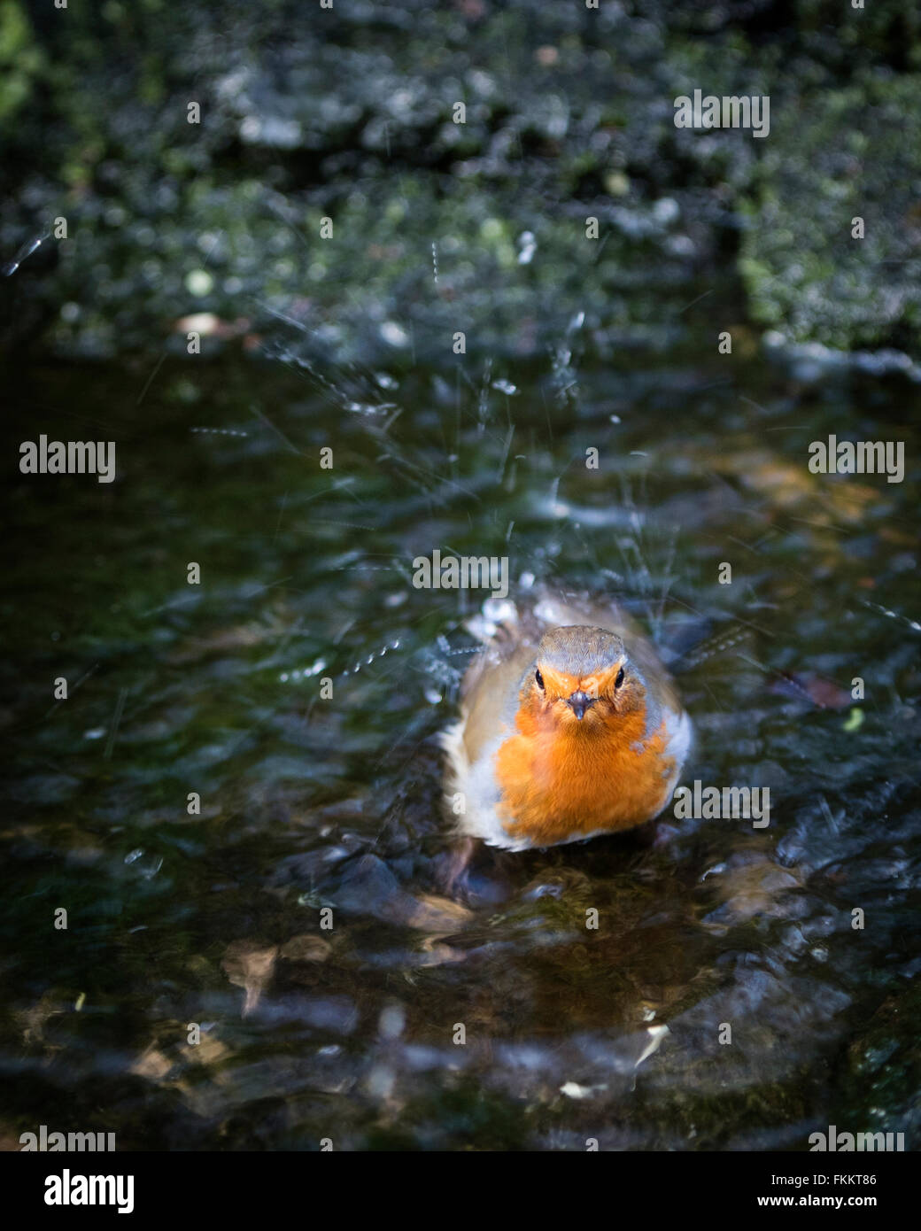 Robin bathing in English garden stream Stock Photo - Alamy
