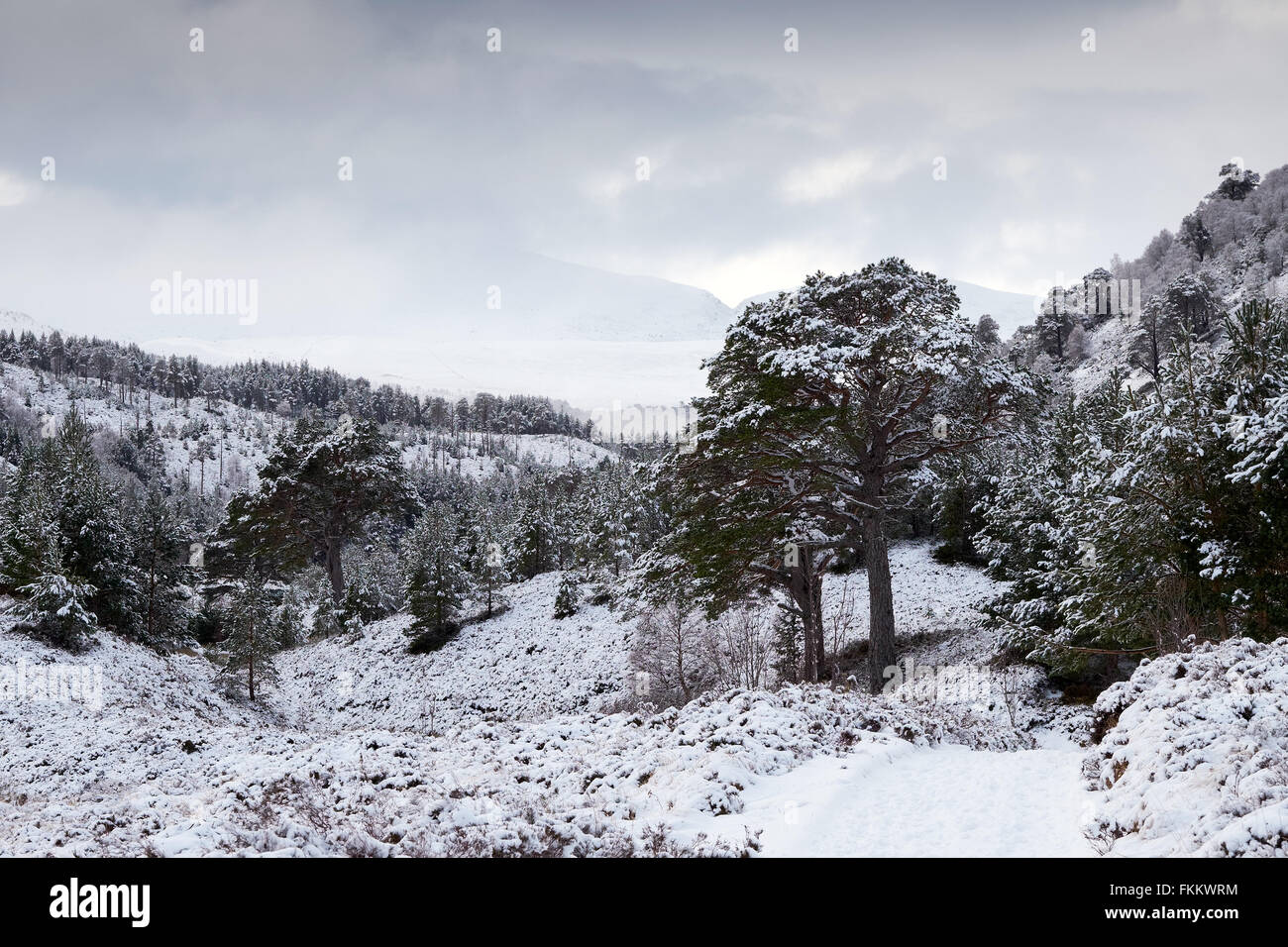 Snow covered Glenmore Forest Park, Cairngorms in the Scottish Highlands ...