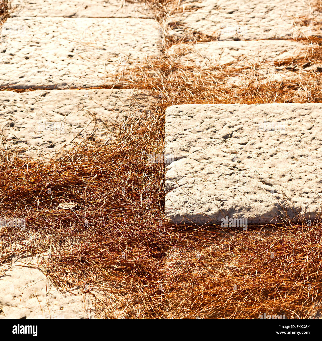 pine needles in arykanda antalya turkey asia and ruins Stock Photo - Alamy