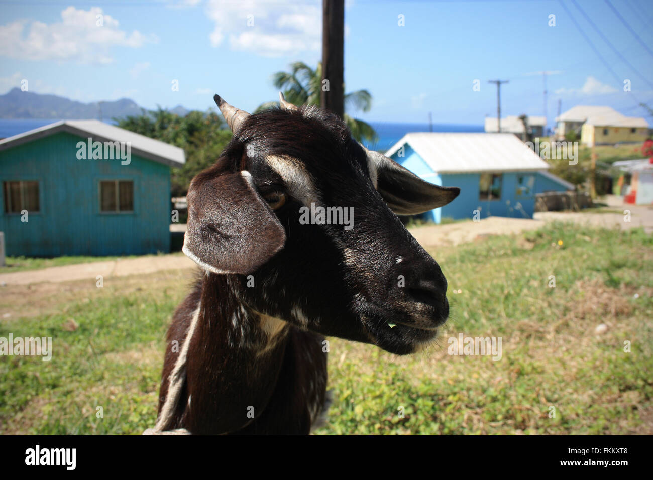 Caribbean goat hi-res stock photography and images - Alamy