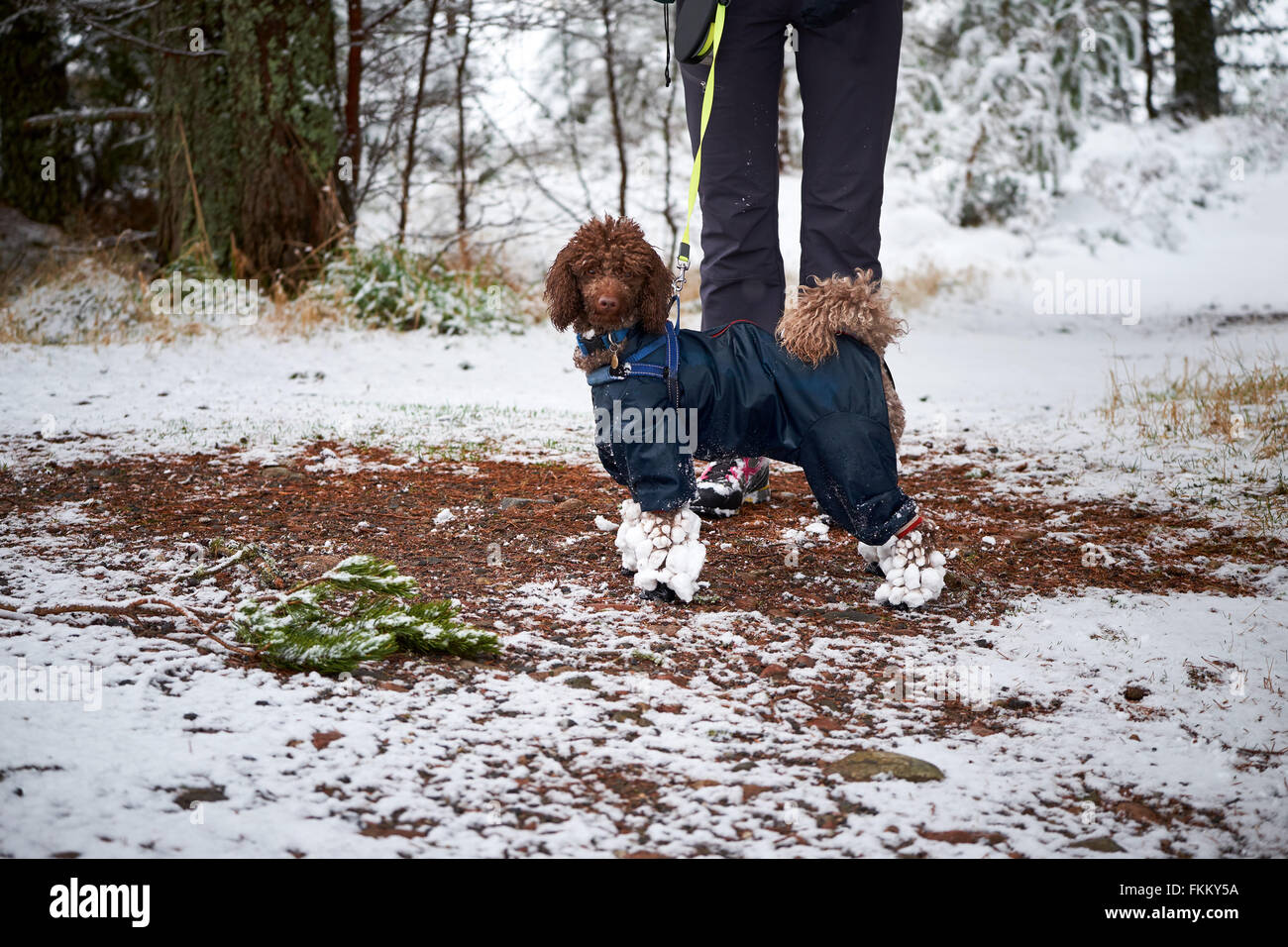 Dog wearing boots hi-res stock photography and images - Alamy