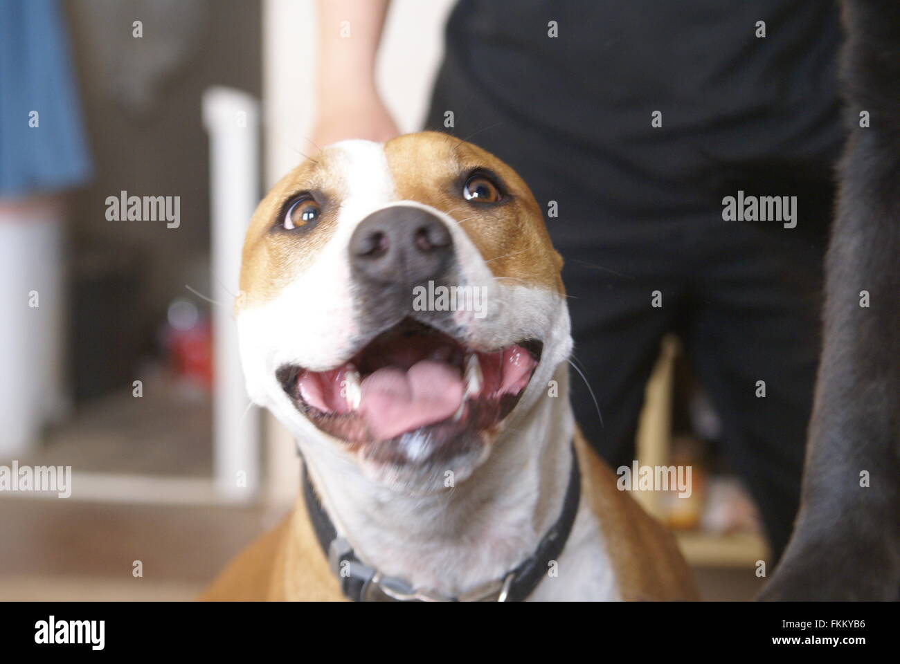 Happy family human teeth hi-res stock photography and images - Alamy