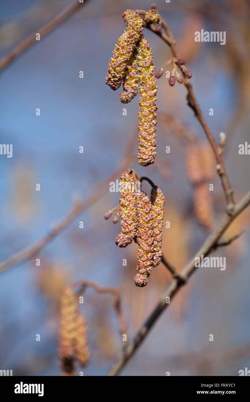 Catkins: Common Alder - Alnus glutinosa Stock Photo - Alamy