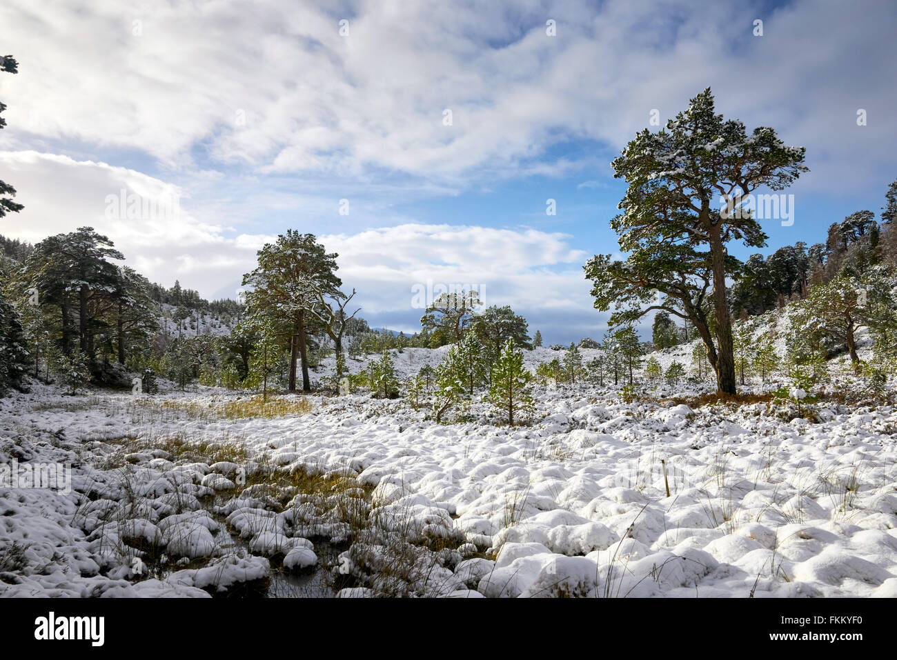 Glenmore Forest Park, Cairngorms in the Scottish Highlands, UK Stock ...