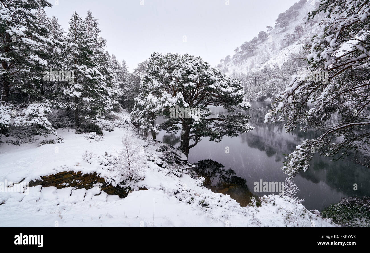 A cold snowy Loch Uaine, Glenmore Forest, Cairngorms in the Scottish ...