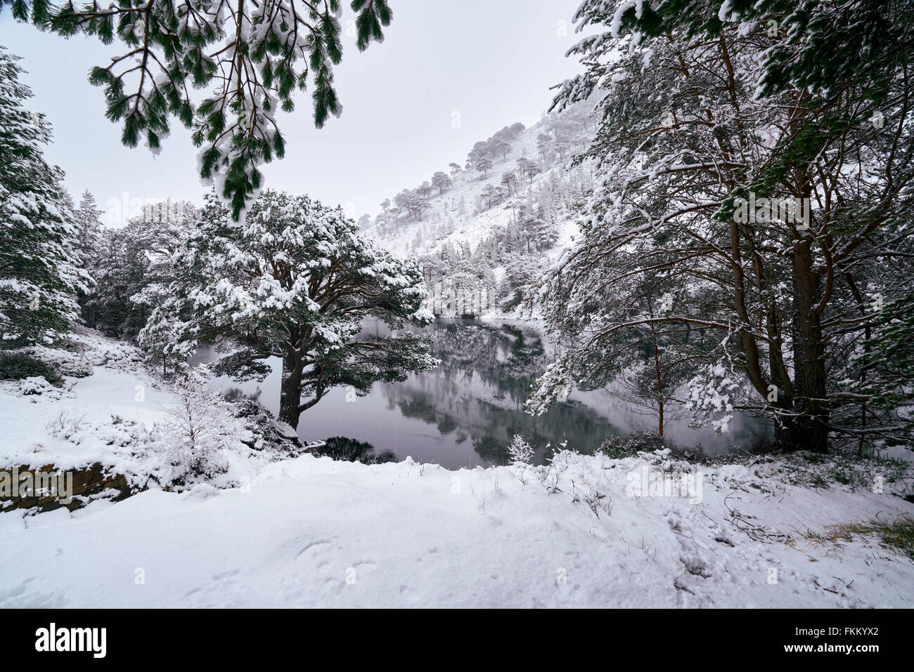 A cold snowy Loch Uaine, Glenmore Forest, Cairngorms in the Scottish ...