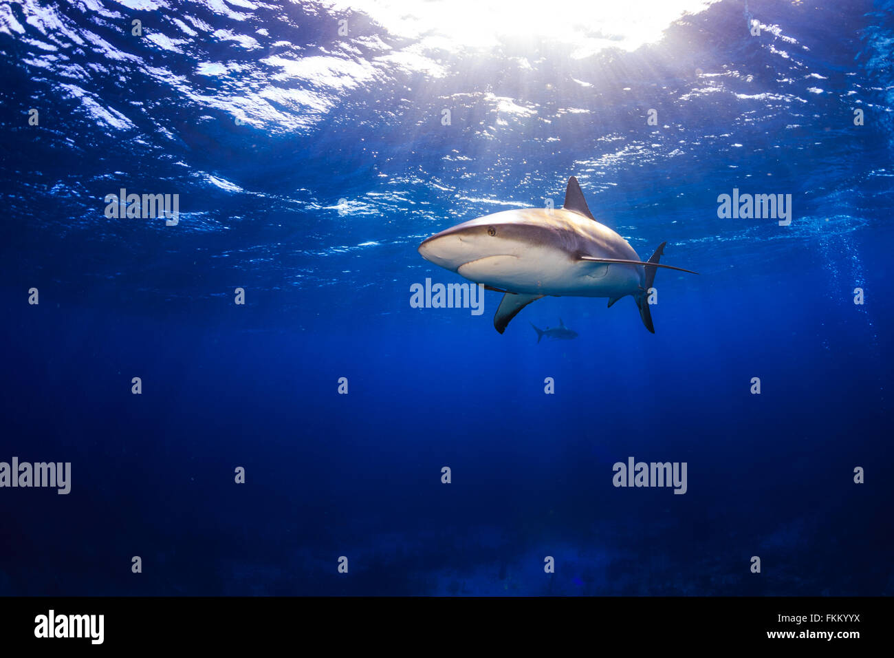 Caribbean reef shark swimming under the surface with sunbeams and a ...