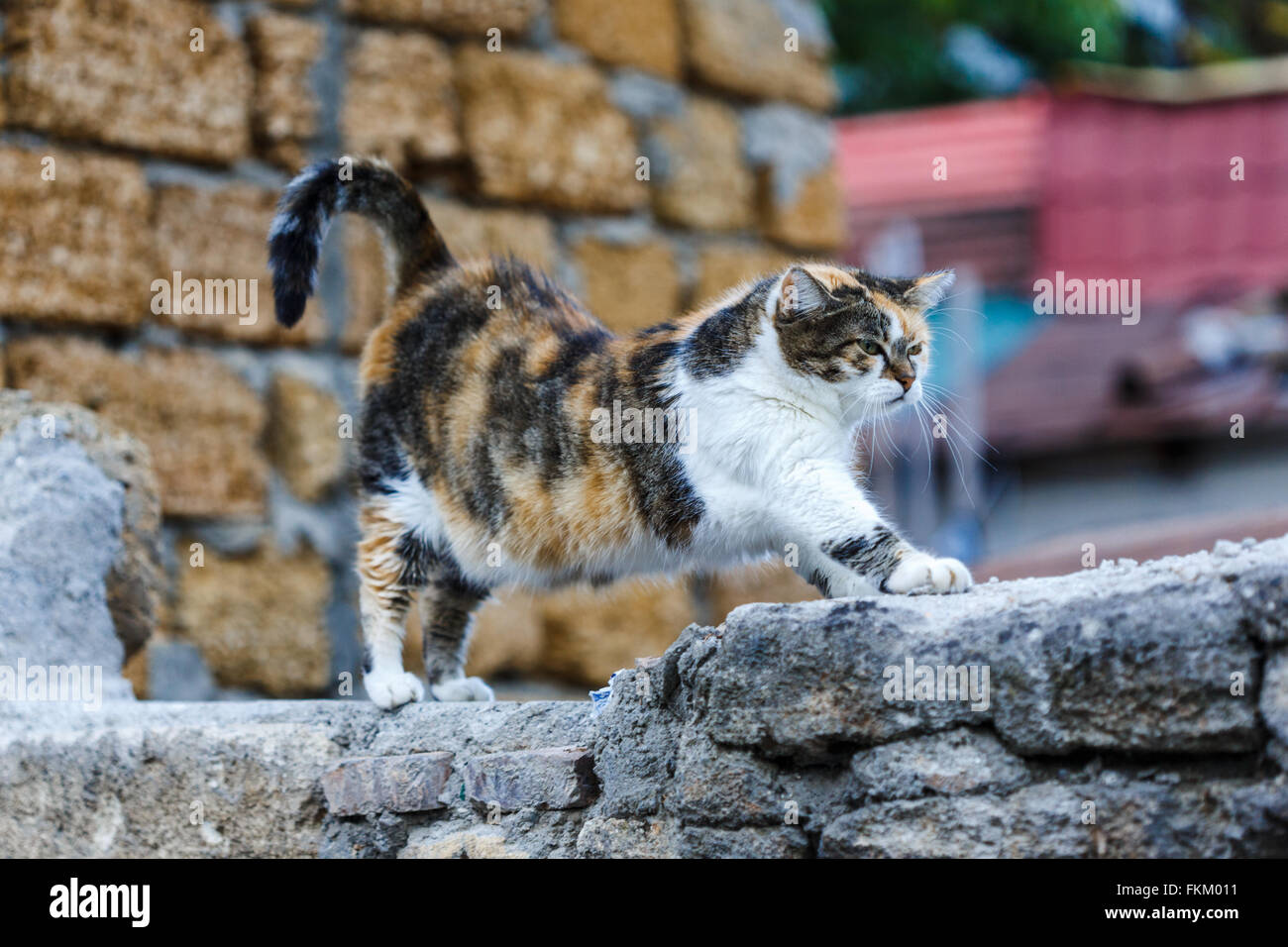 patchy fat cat stretches himself on the stone wall Stock Photo - Alamy