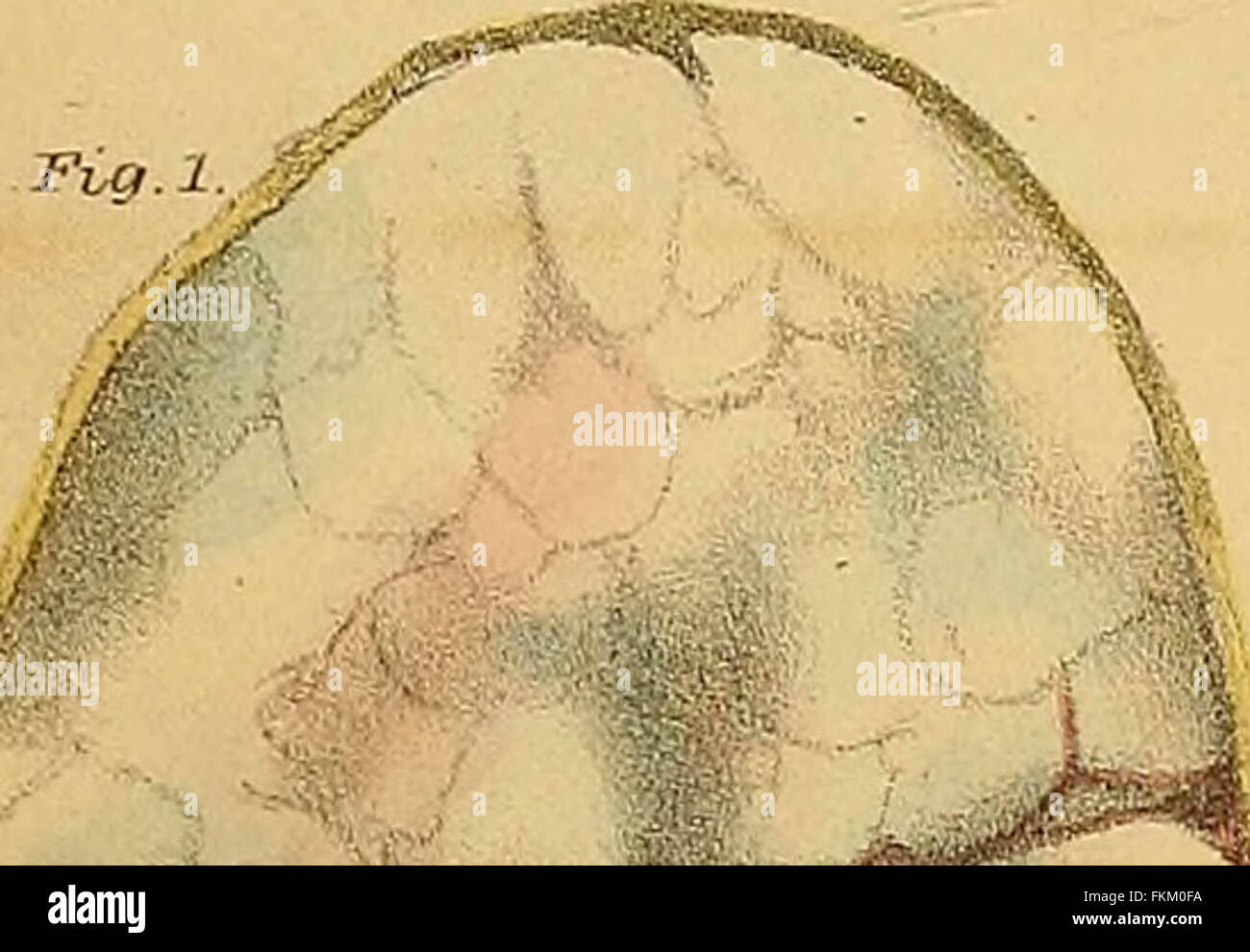 "Elements of pathological anatomy" (1843 Stock Photo - Alamy