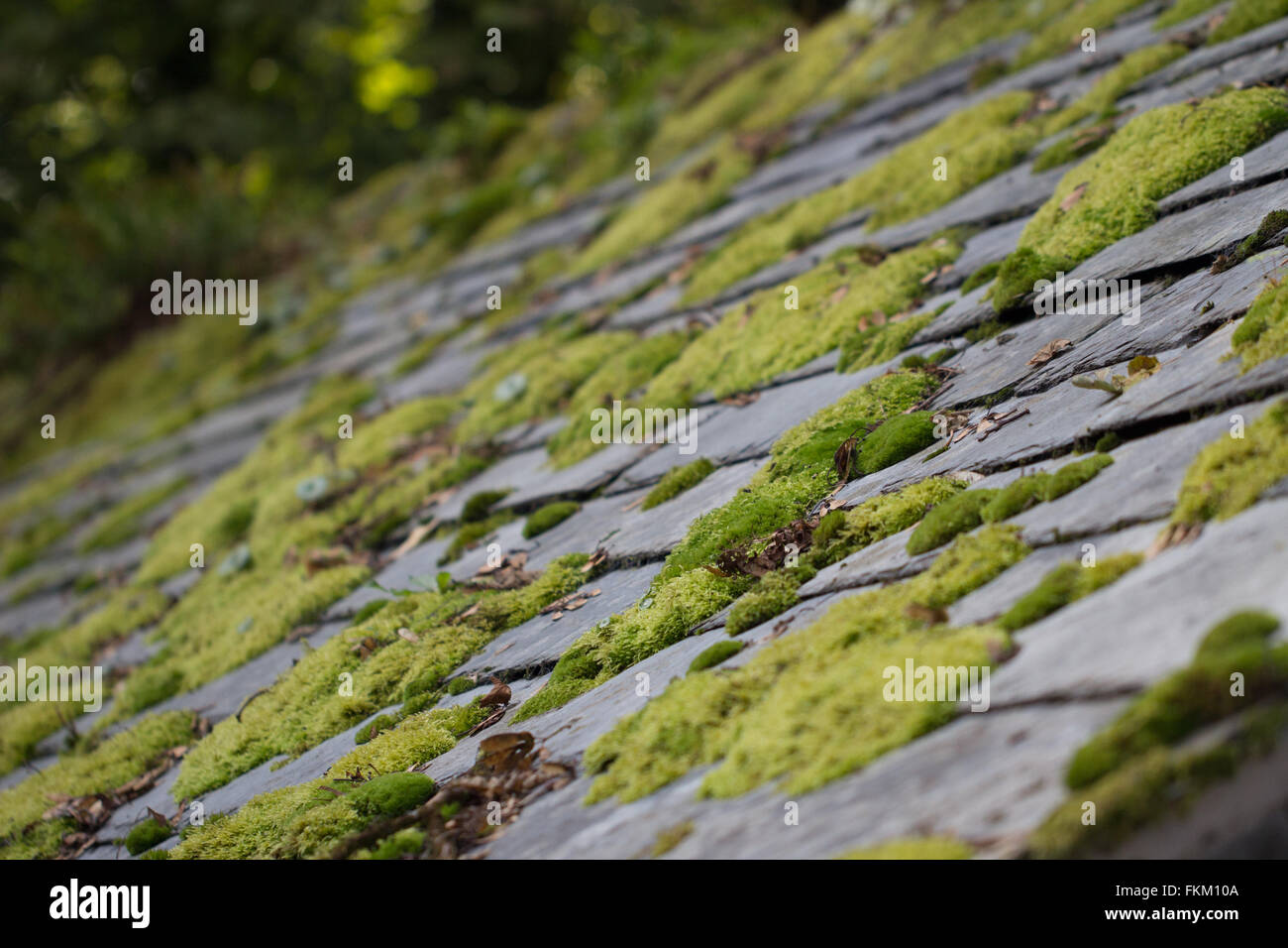 Green moss on slate roof tiles Stock Photo - Alamy