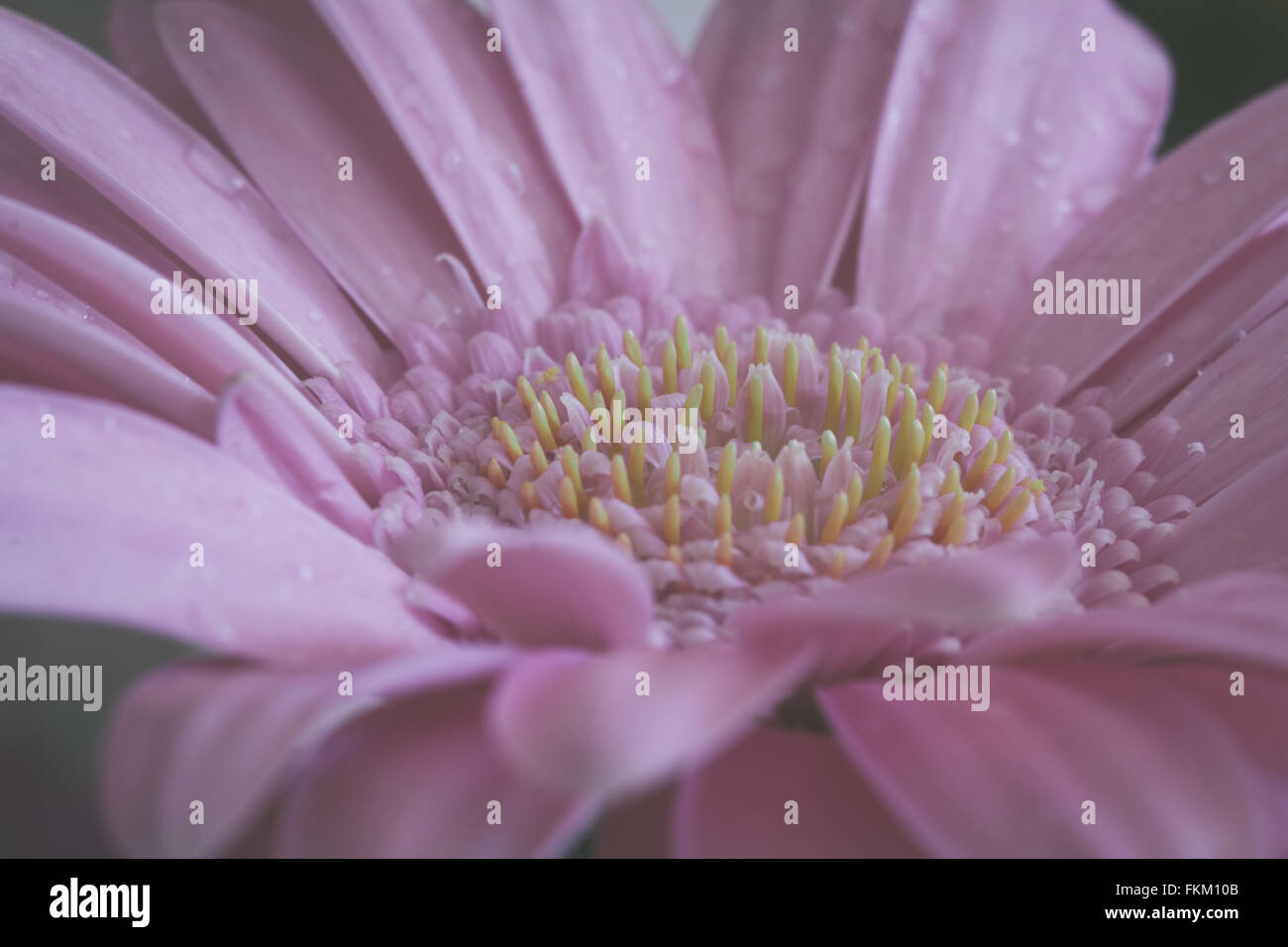 Gerbera Germini Flower High Resolution Stock Photography and Images - Alamy