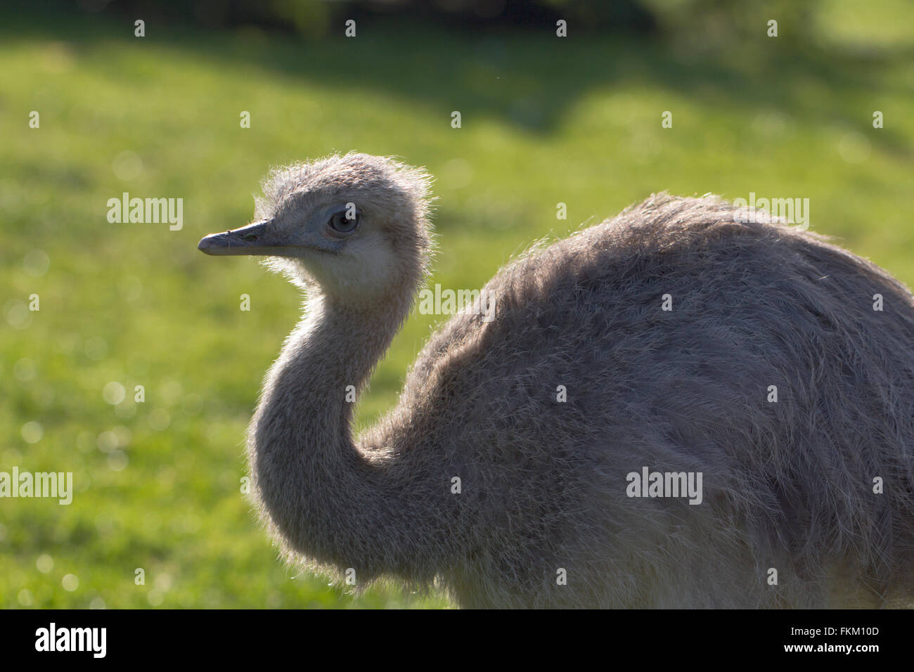 Rhea Bird - Profile View Stock Photo - Alamy