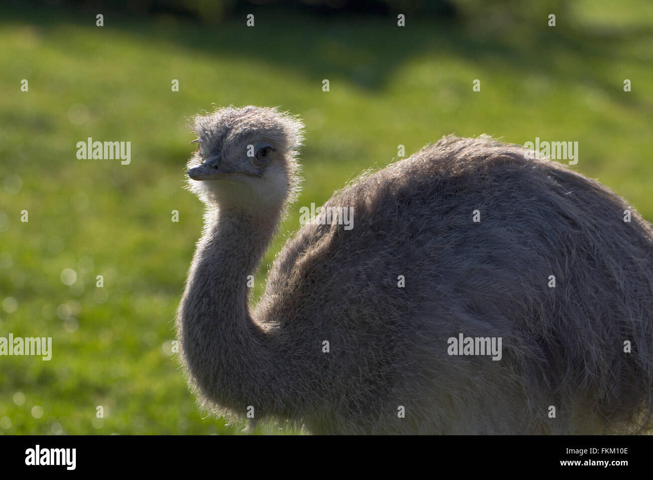 Rhea Bird - Staring Stock Photo - Alamy