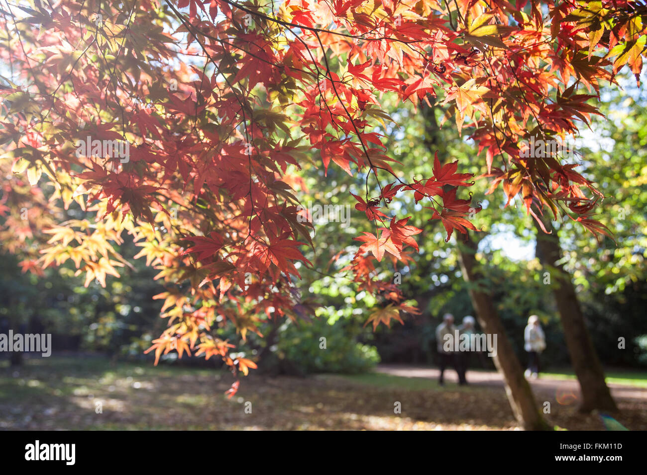 Visitor to westonbirt arboretum hi-res stock photography and images - Alamy
