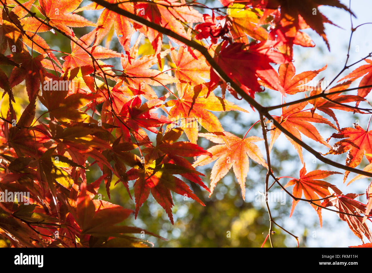 Altered colors of autumn hi-res stock photography and images - Alamy