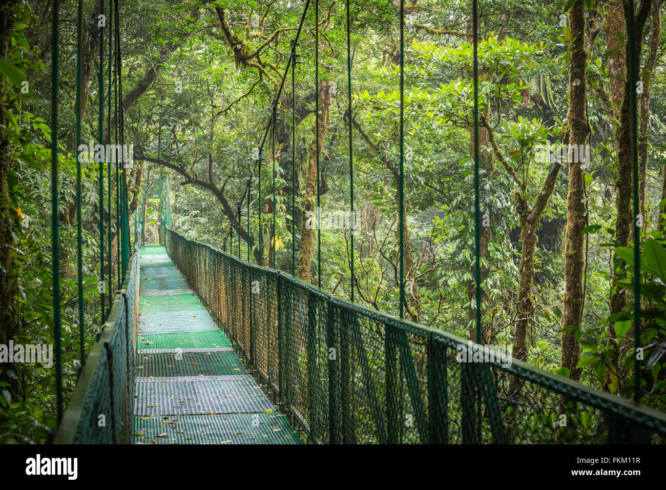 Rainforest walkway - landscape Stock Photo - Alamy