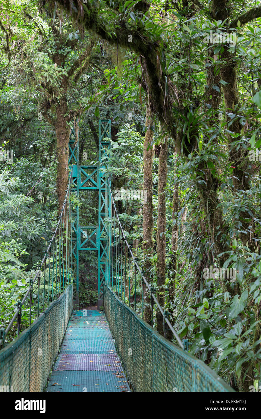 Rainforest walkway - landscape Stock Photo - Alamy