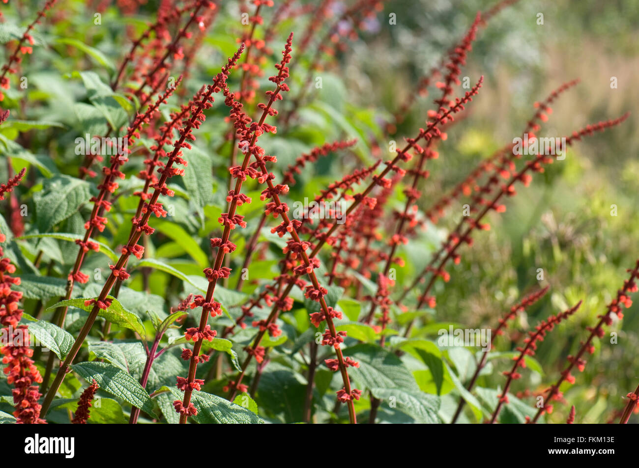 Confertiflora hi-res stock photography and images - Alamy