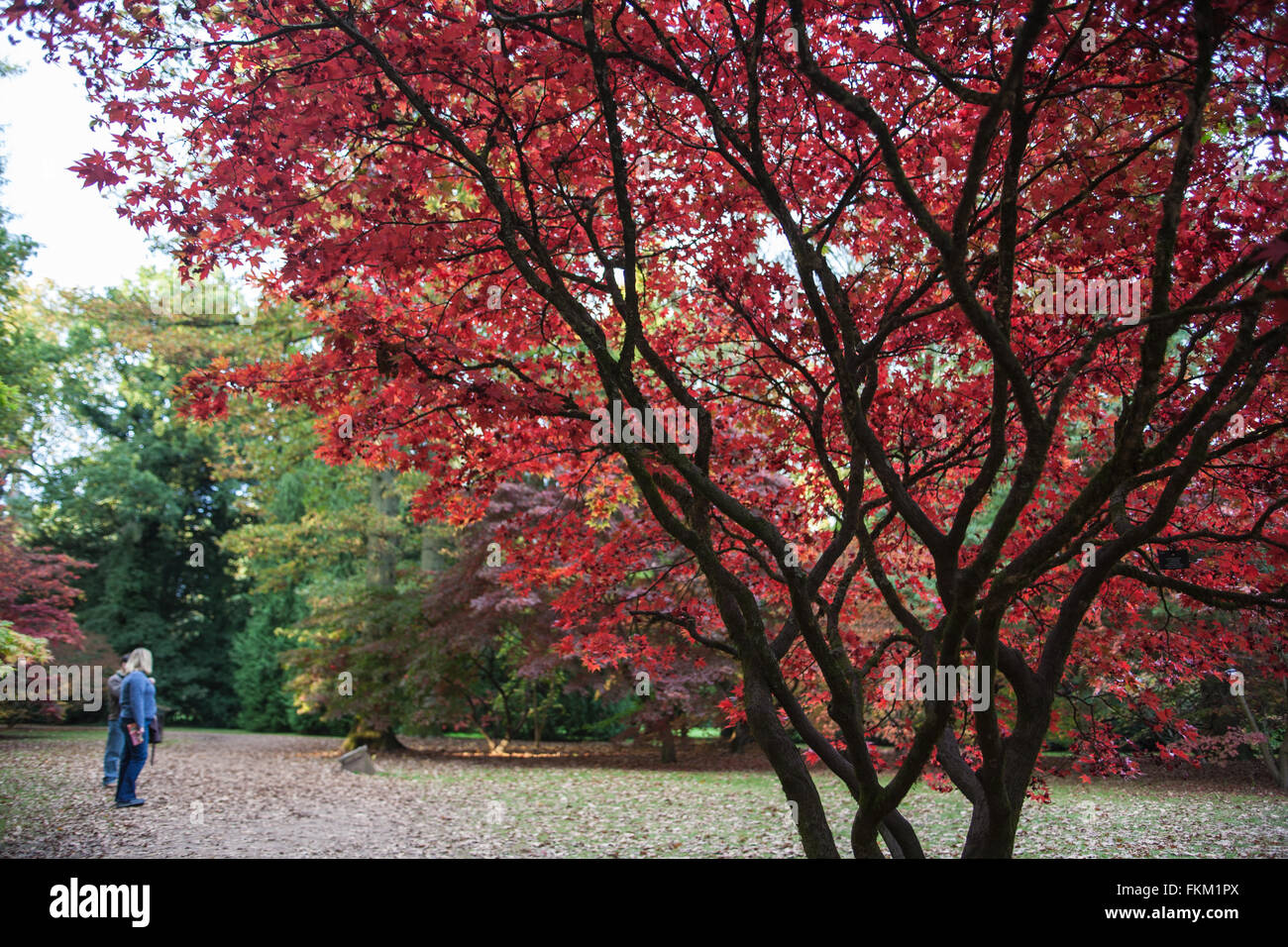 The national arboretum near tetbury gloucestershire hi-res stock ...