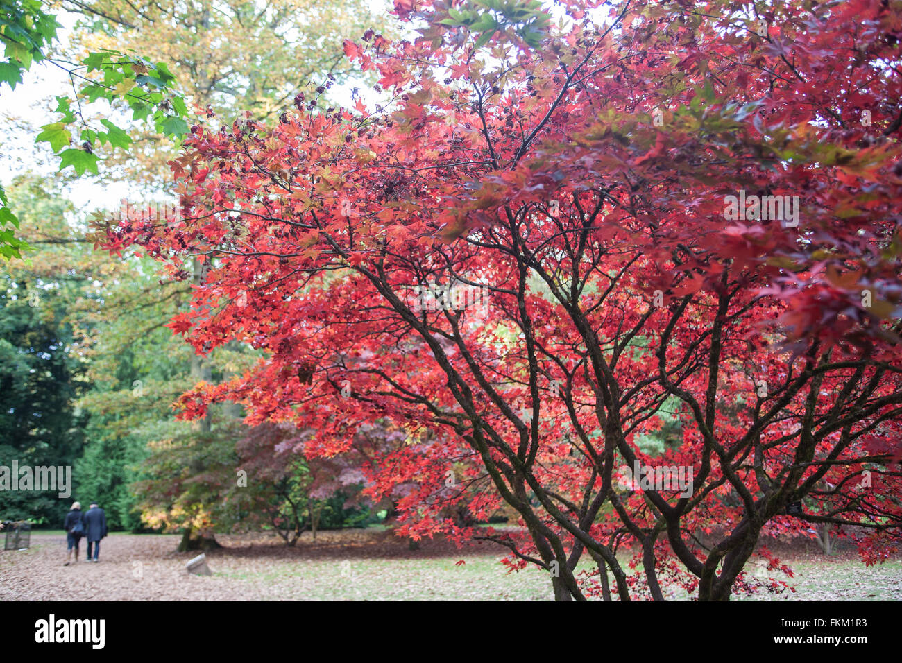 The national arboretum near tetbury gloucestershire hi-res stock ...