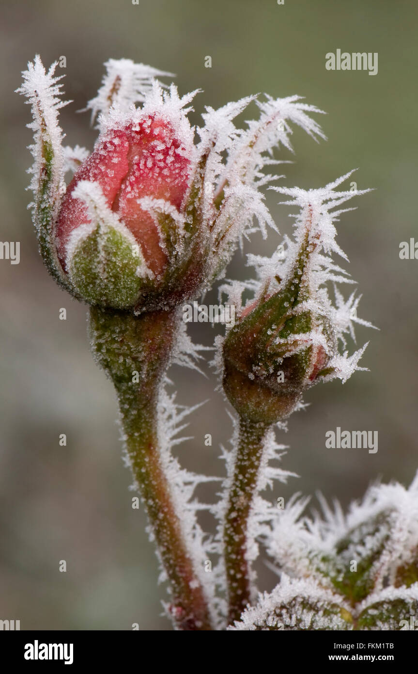 Frosted bud of Rosa 'Eglantyne' Stock Photo - Alamy