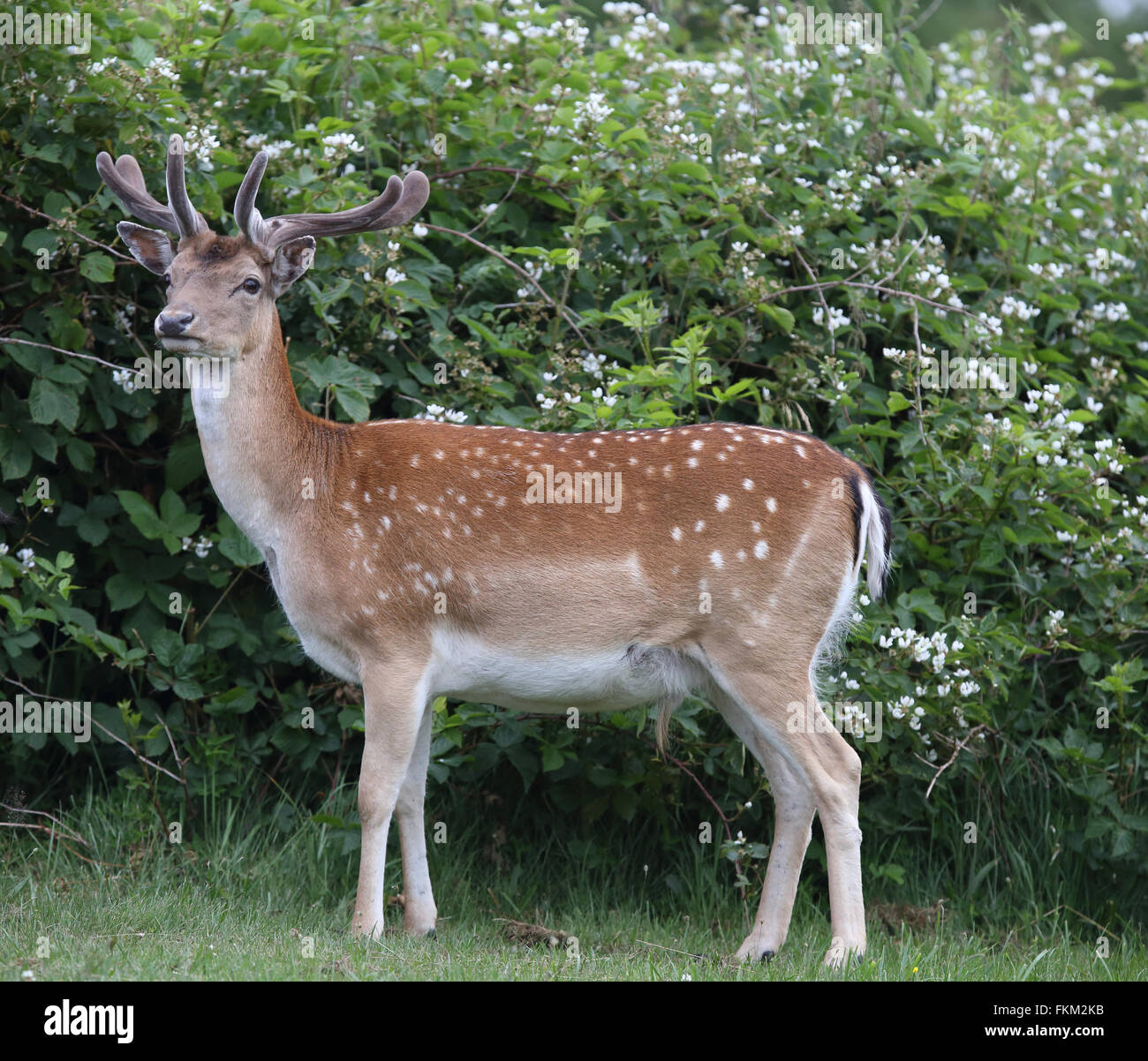 Deer Buck And Flowers High Resolution Stock Photography and Images - Alamy