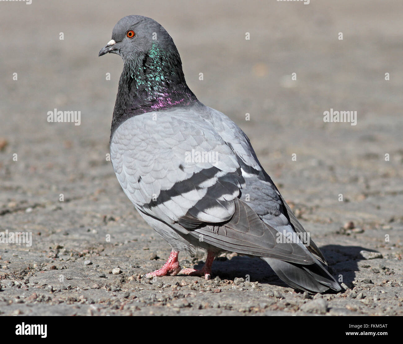 Portrait pigeon hi-res stock photography and images - Alamy