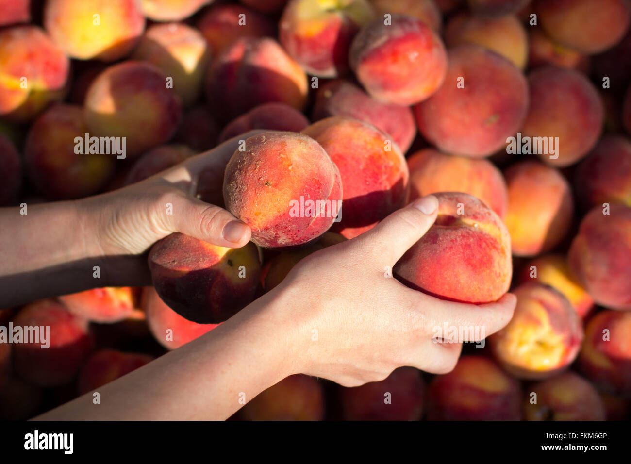 Woman putting peaches onto bench Stock Photo - Alamy