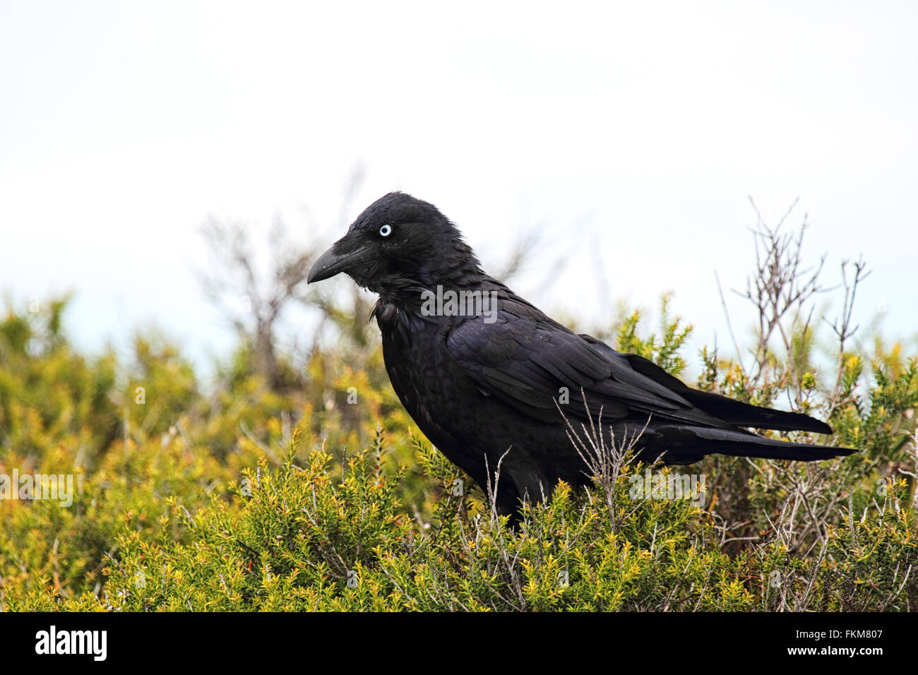 Australian raven hi-res stock photography and images - Alamy