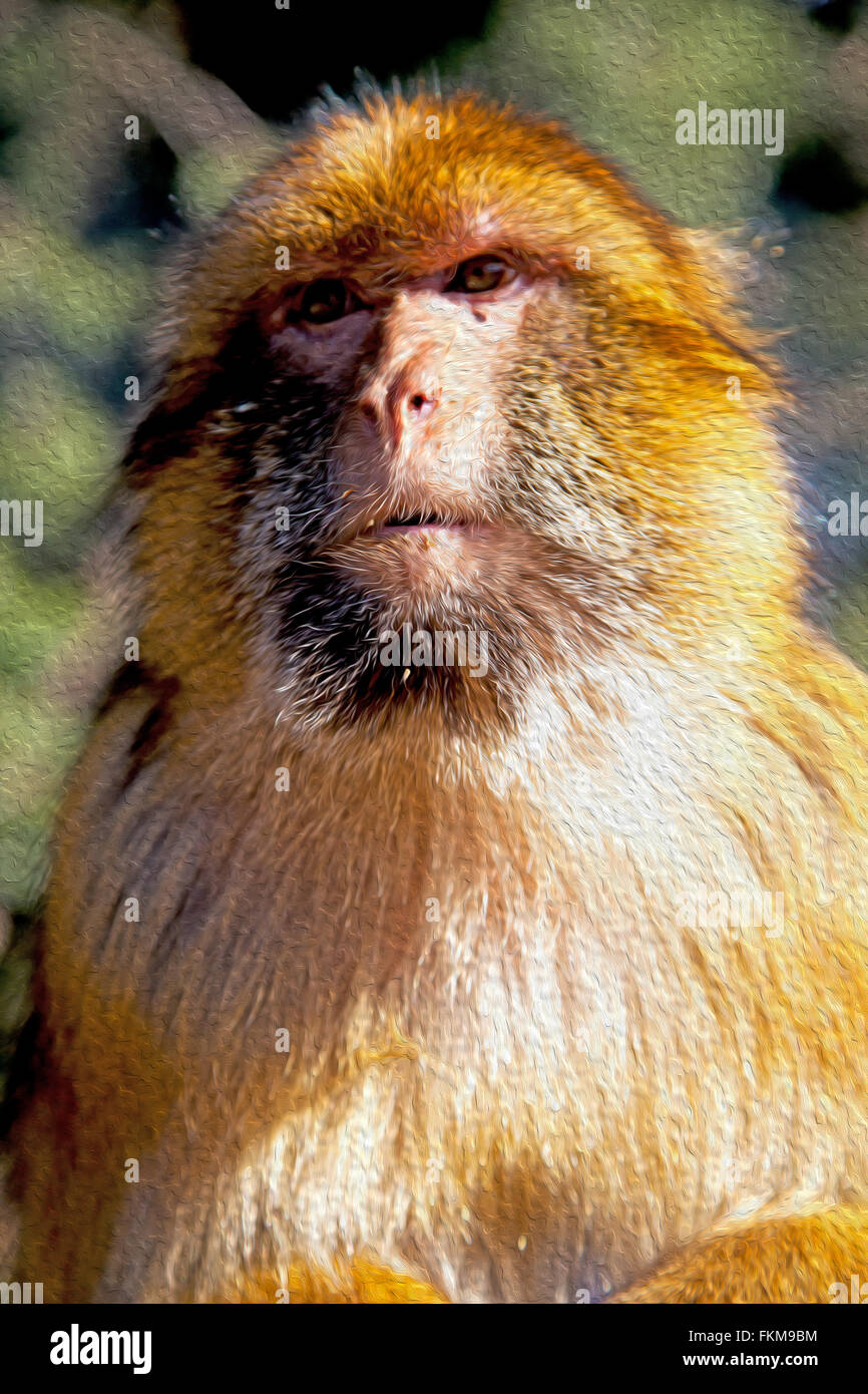 old monkey in africa morocco and natural background fauna close up ...