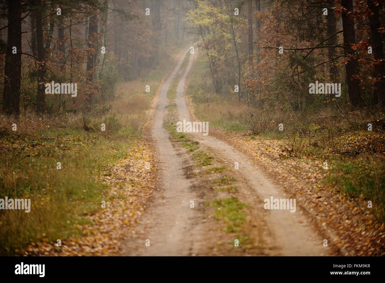 Forest noon hi-res stock photography and images - Alamy