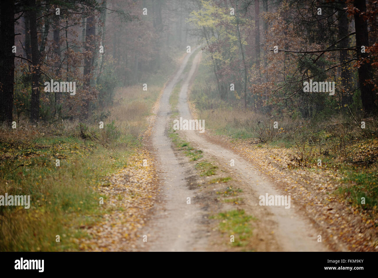 Forest clearing in the autumn noon Stock Photo - Alamy