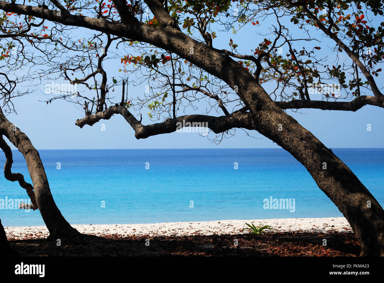 radha nagar beach,havelock island,andaman islands,india Stock Photo - Alamy