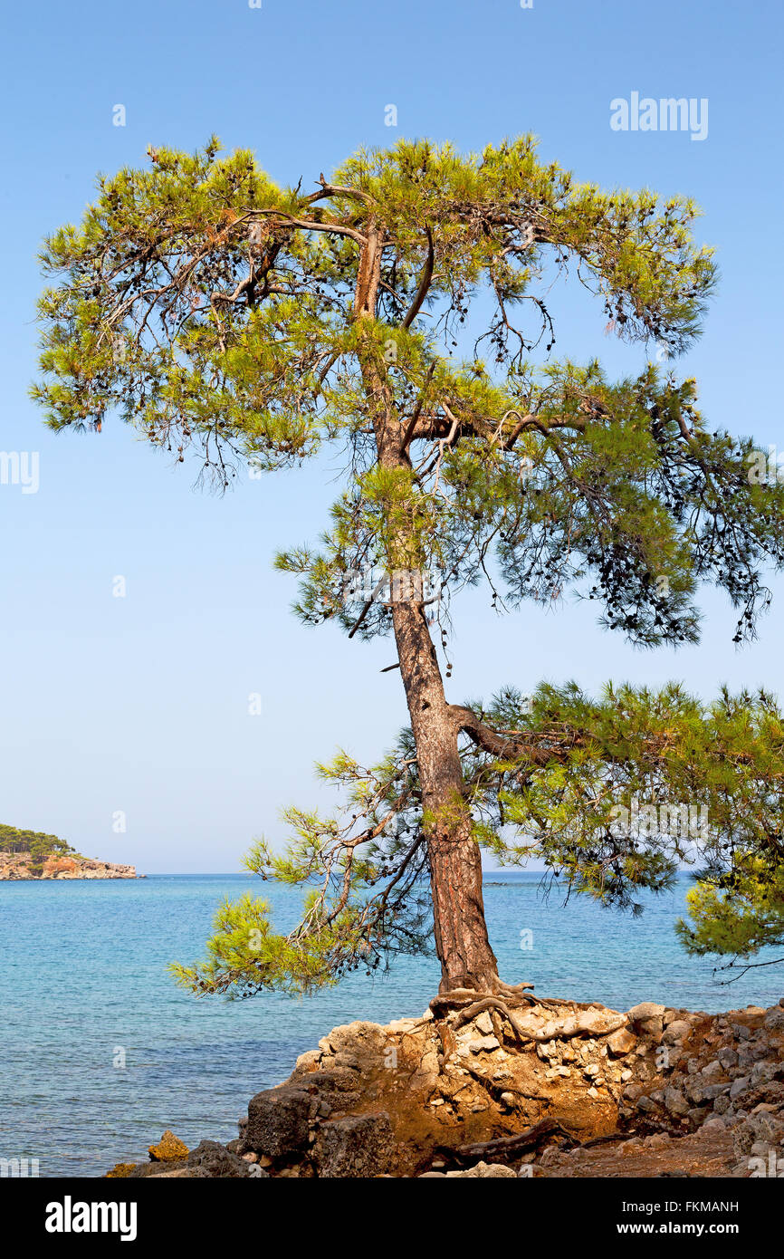 in the mediterranean see turkey europe pine plant and tree Stock Photo ...