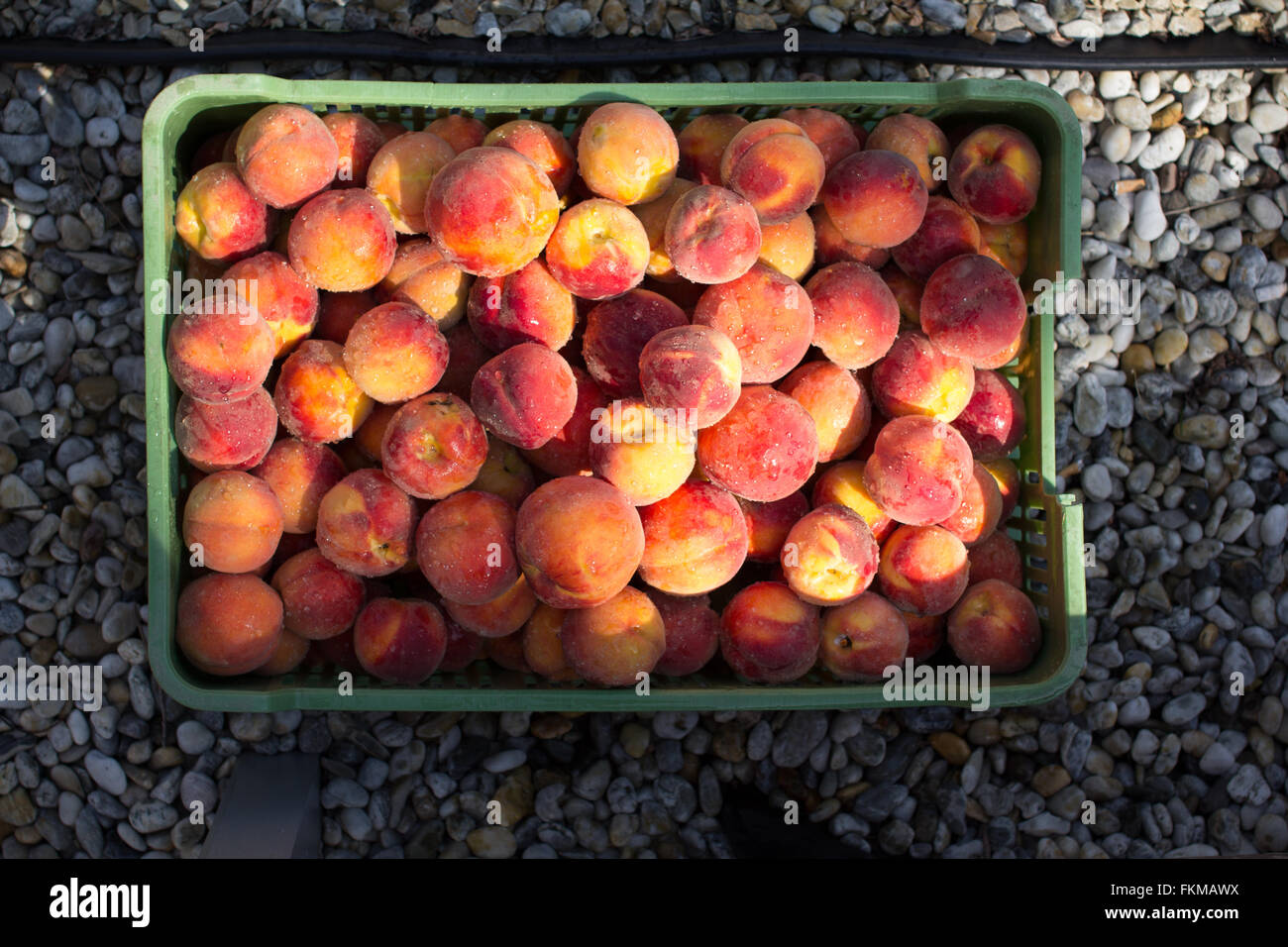 Perfect peach hi-res stock photography and images - Alamy