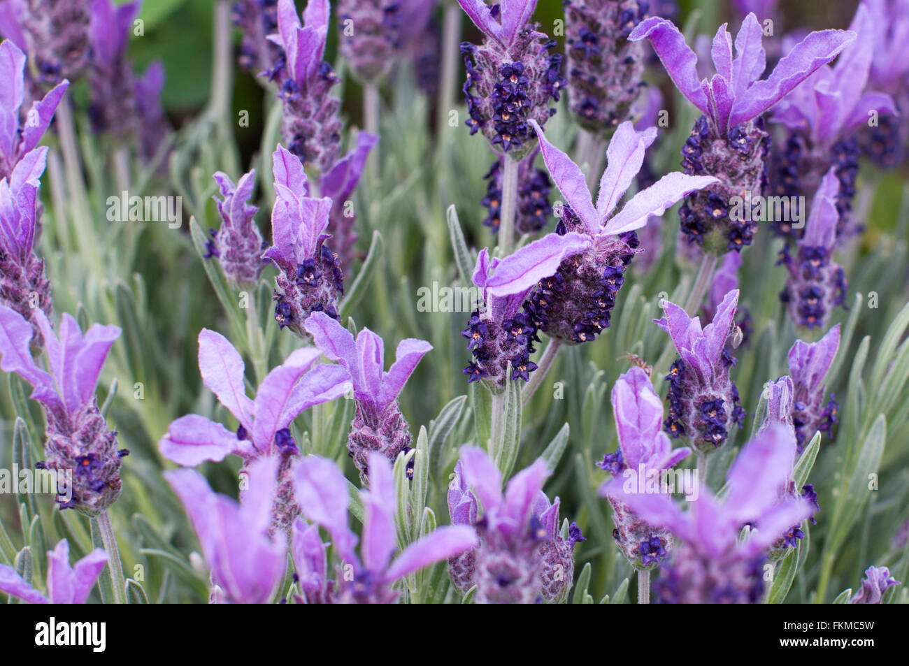 Lavender flowers spring summer Stock Photo - Alamy