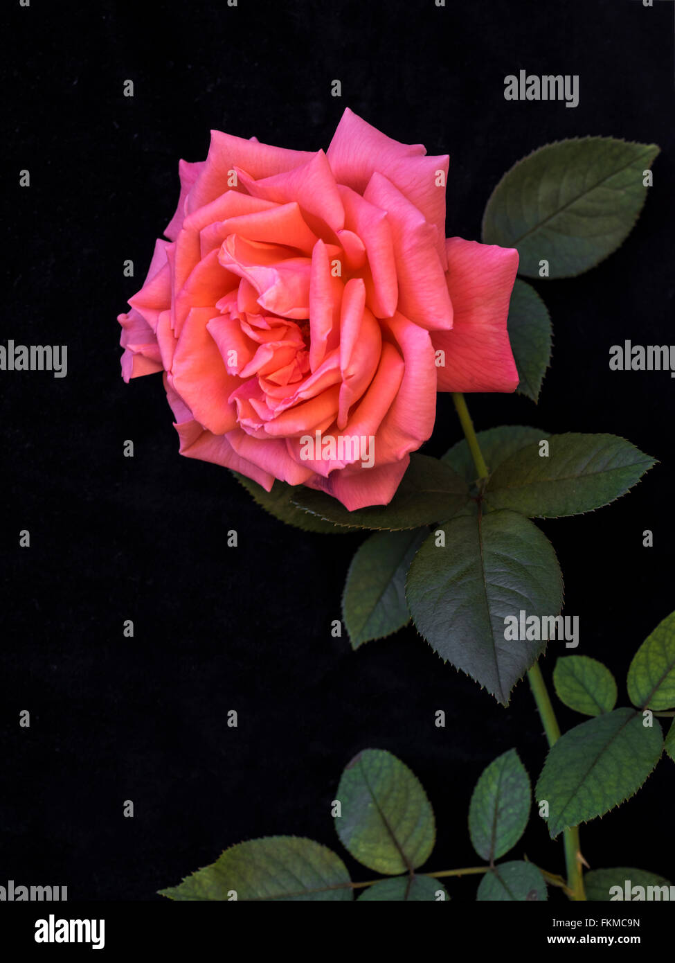 Miami rose hi-res stock photography and images - Alamy