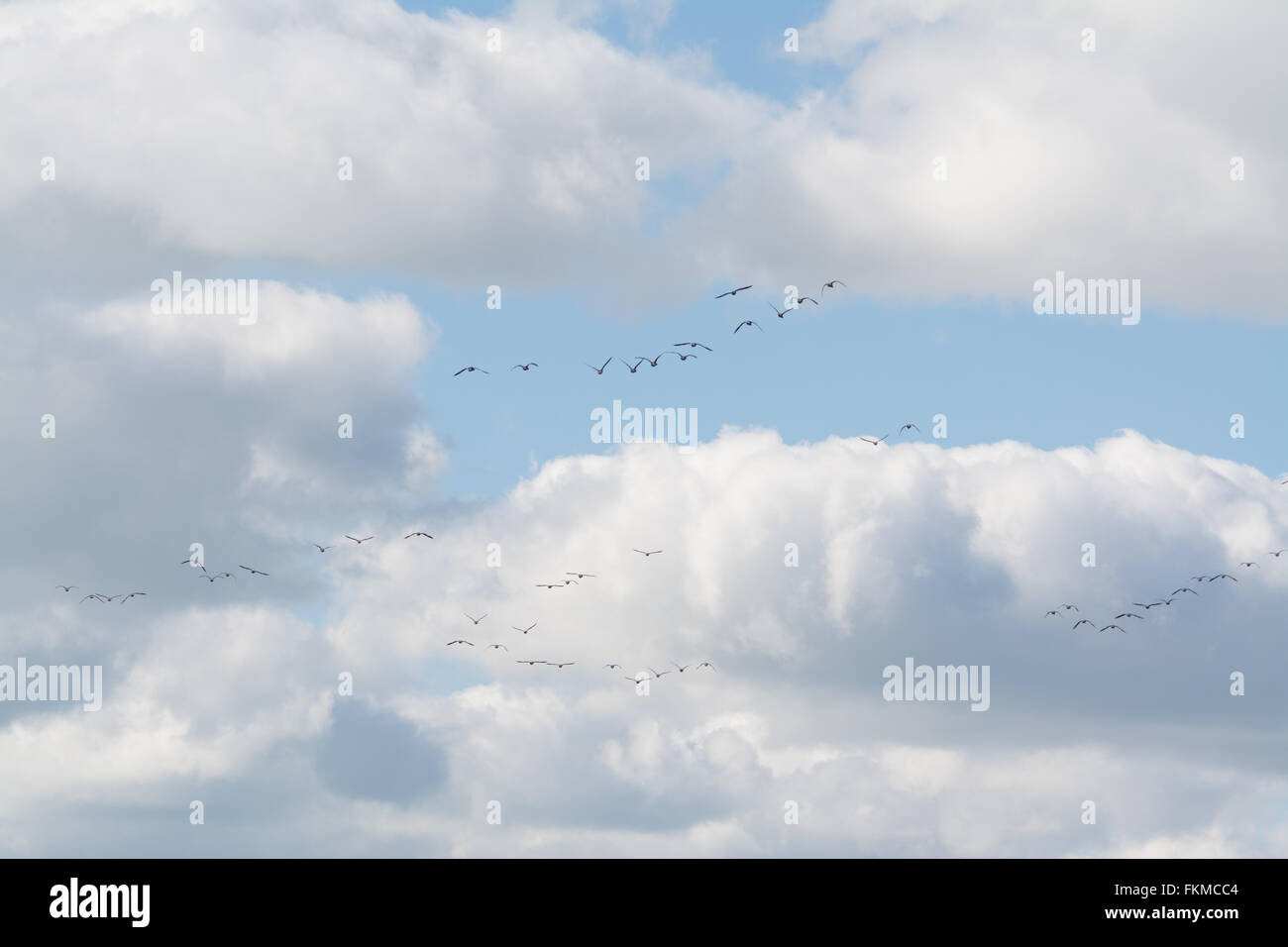 Bird patterns in the sky hi-res stock photography and images - Alamy