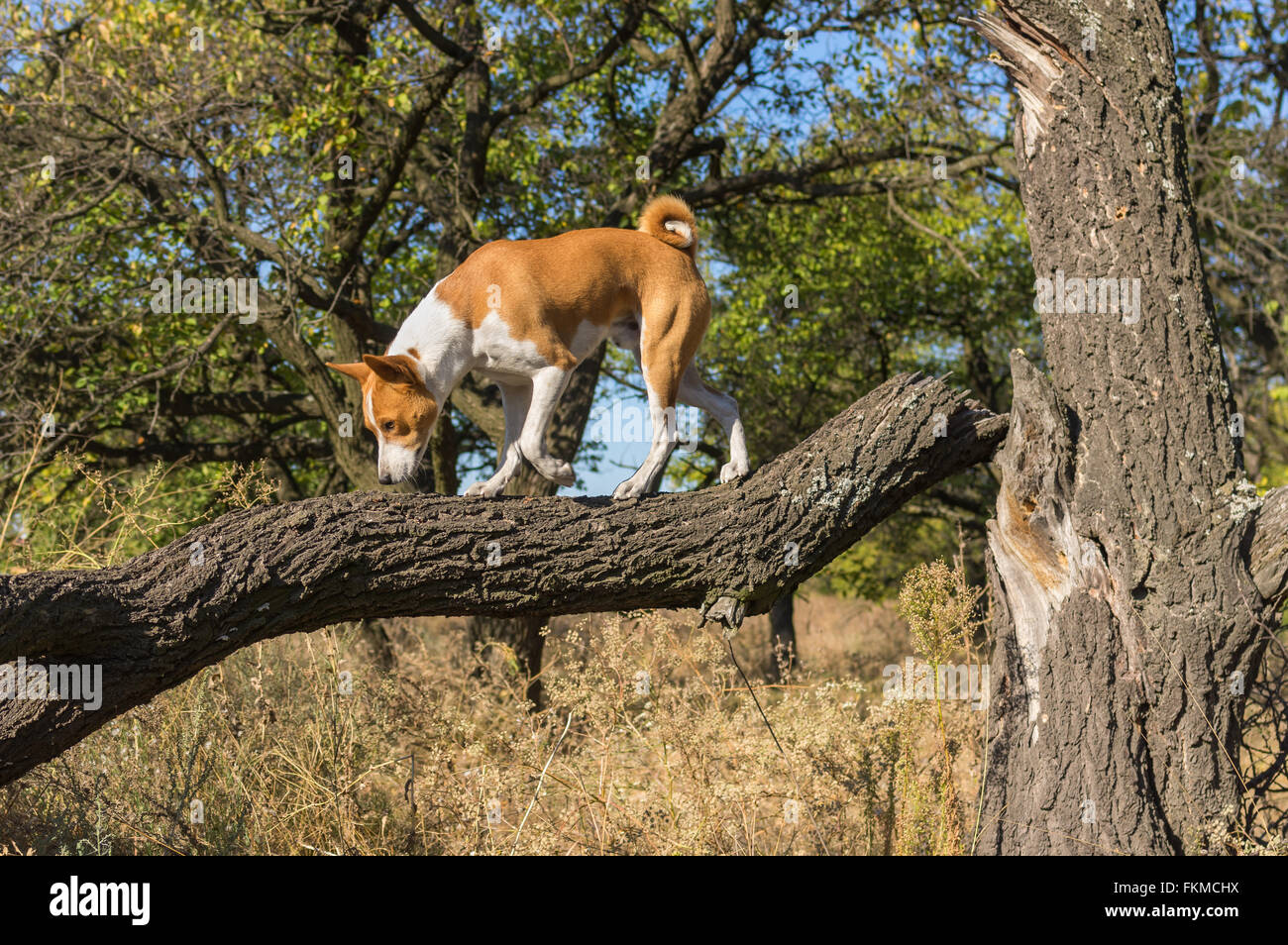 Wild basenji strolling on a broken tree branch in search of food at ...