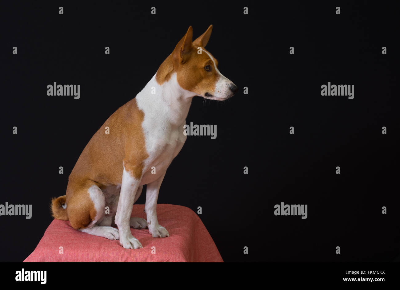 Full body portrait of elegant Basenji dog sitting on a stool against ...