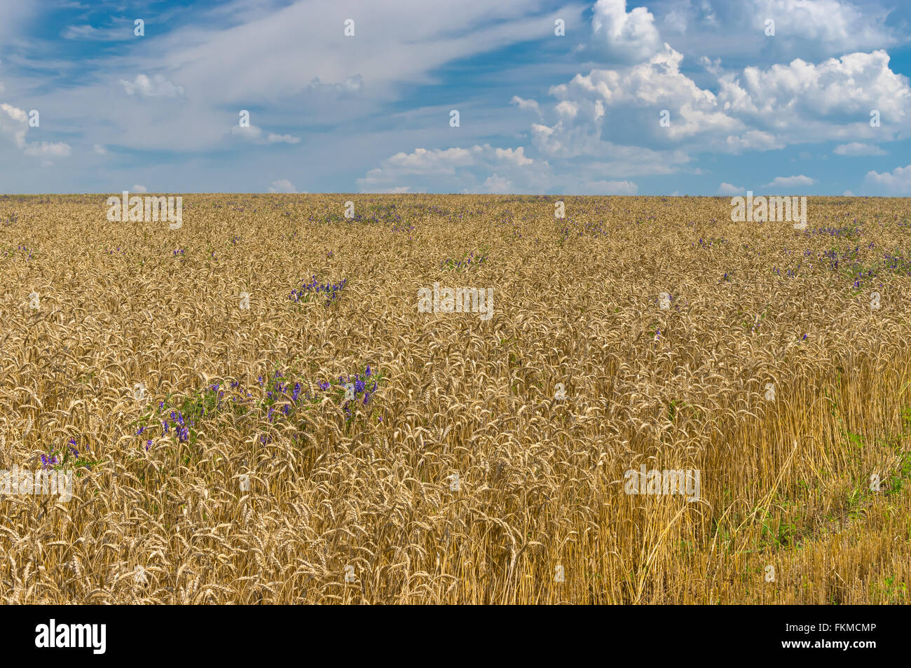 Seasonal landscape with crops field at harvesting time Stock Photo - Alamy