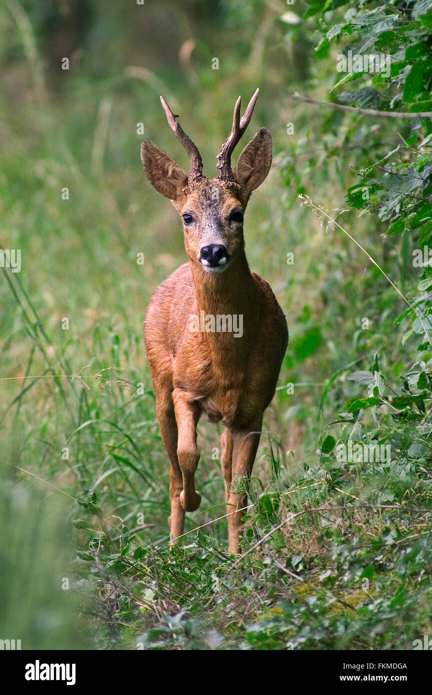 Woodland British Roe Deer High Resolution Stock Photography and Images ...