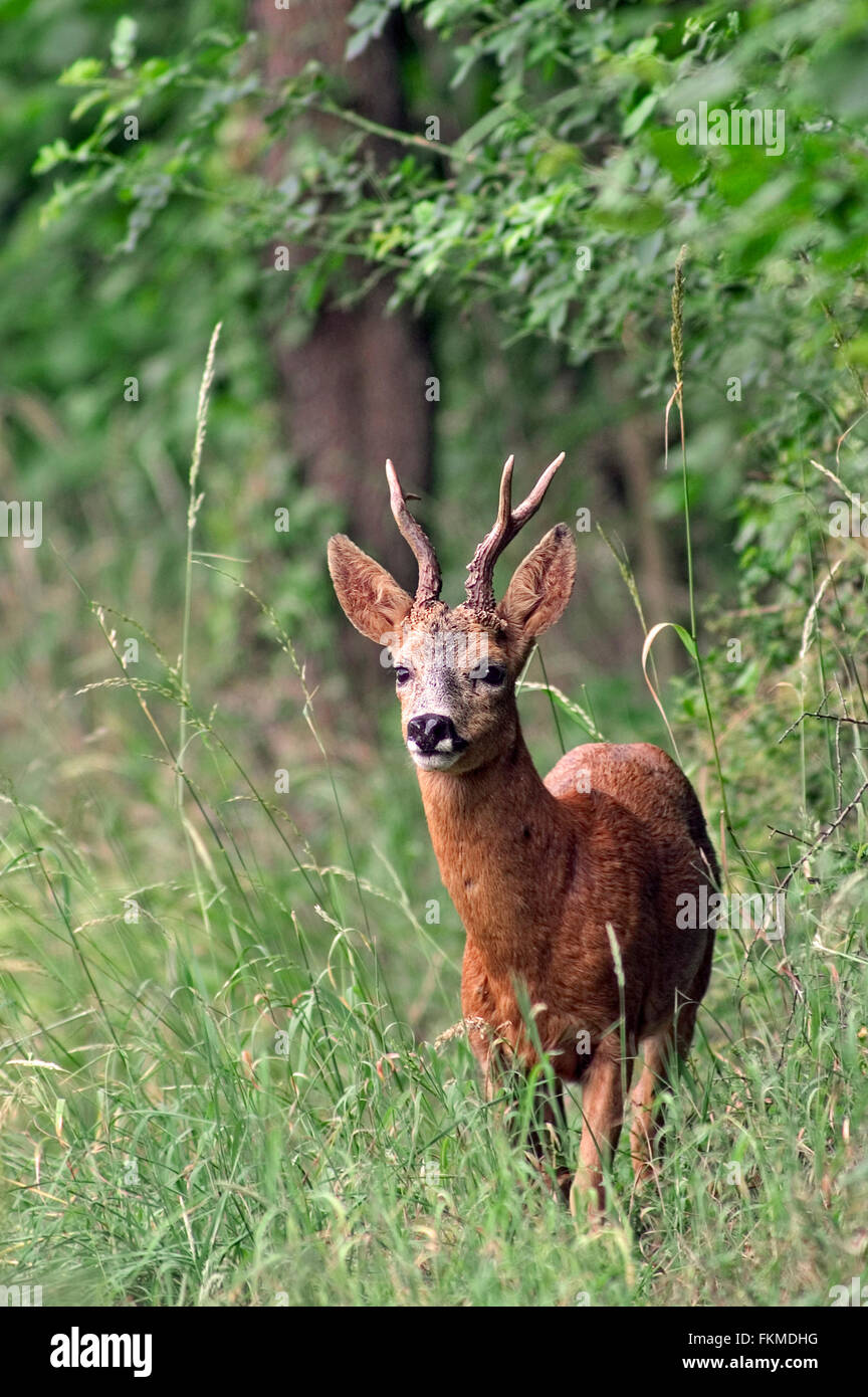 European roe deer (Capreolus capreolus) portrait of male / buck in ...