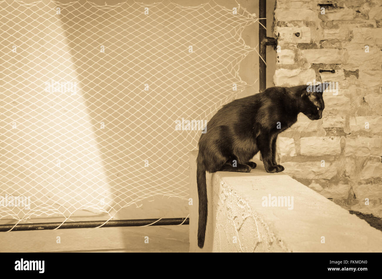 black cat animal sepia tone Stock Photo - Alamy