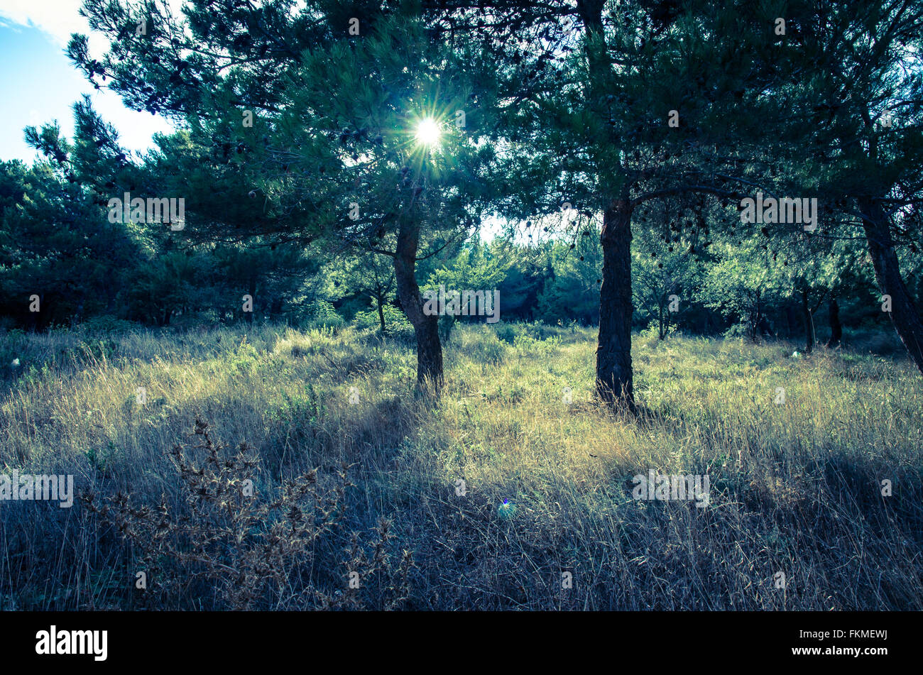 trees with sunshine behind and shadows Stock Photo - Alamy