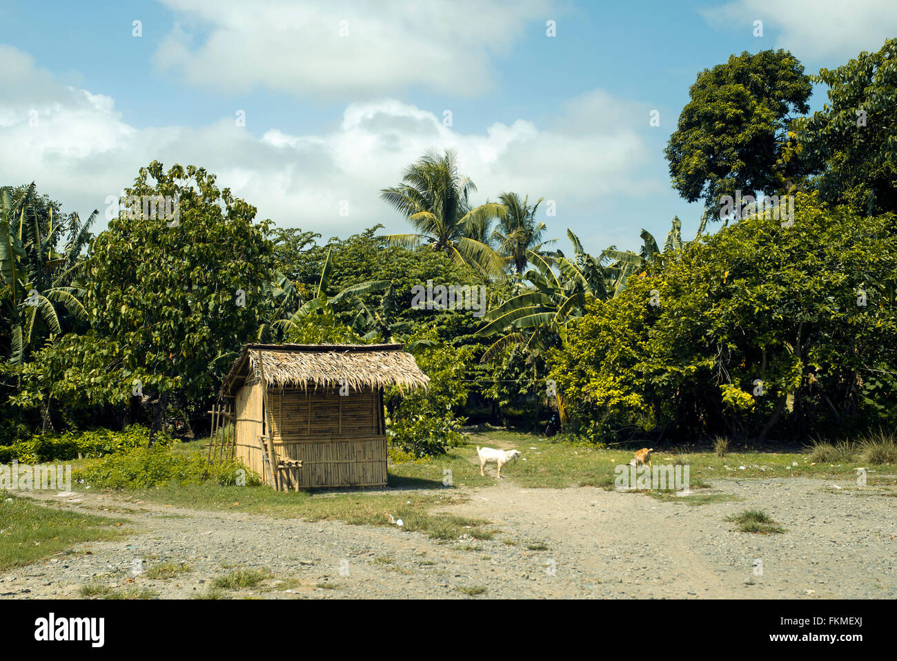 Bamboo hut and goats ibetween palm trees in Kalibo Philippines Stock ...